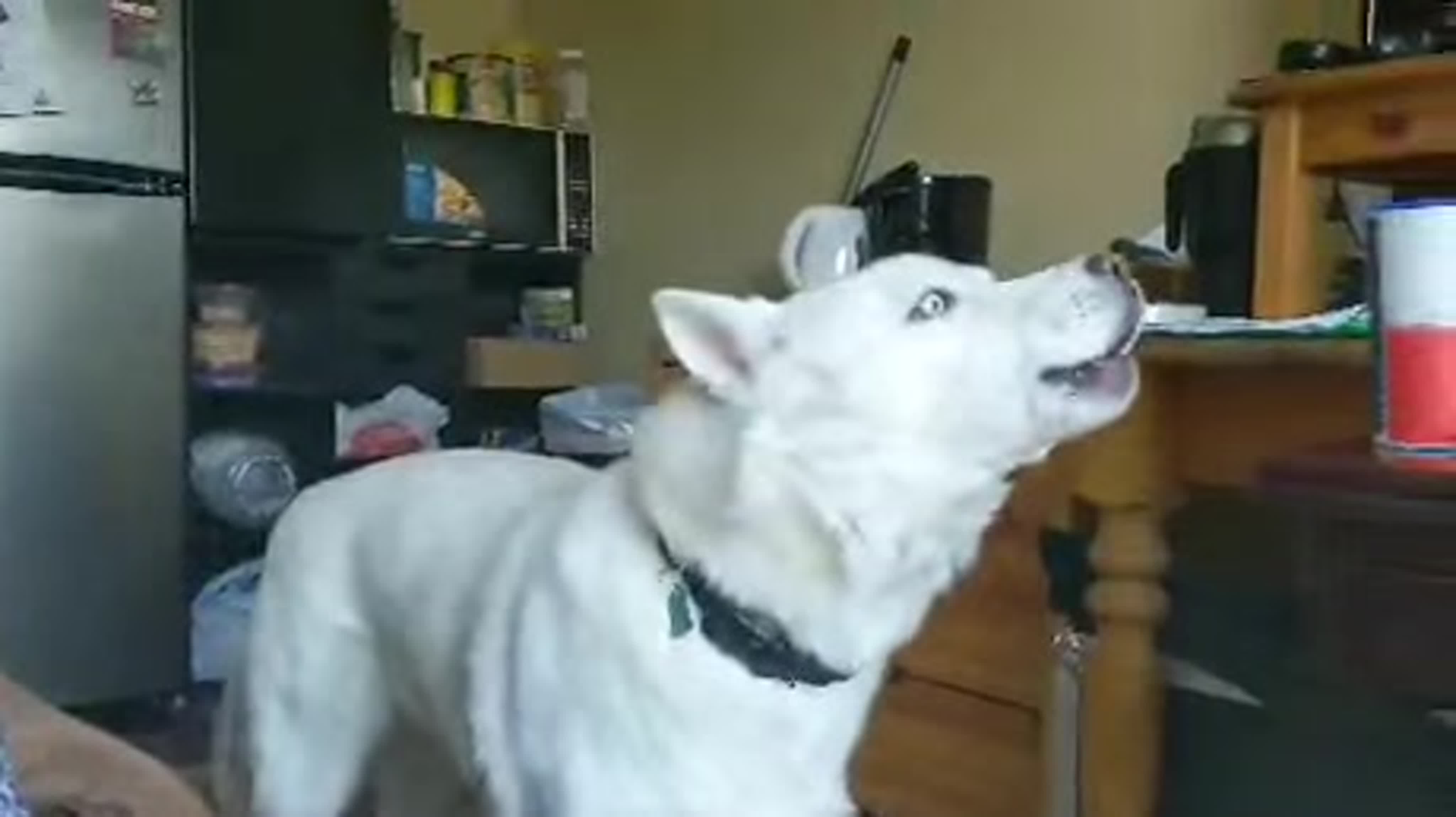 Heres my little polar bear — Видео от Fun, Joke and Other | ВКонтакте